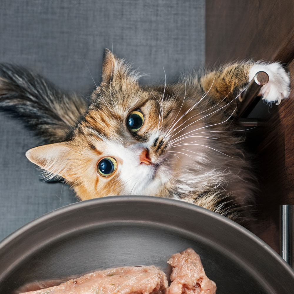 🖤🐈 People Foods Your Cat Can Eat Modkat
